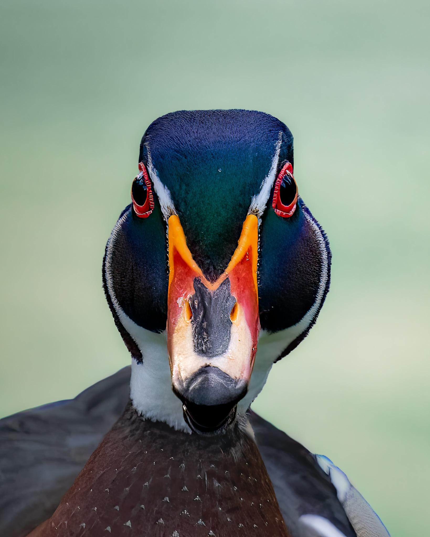 Wood Duck Portrait, Wildlife Photography Print, Bird Photography Print ...