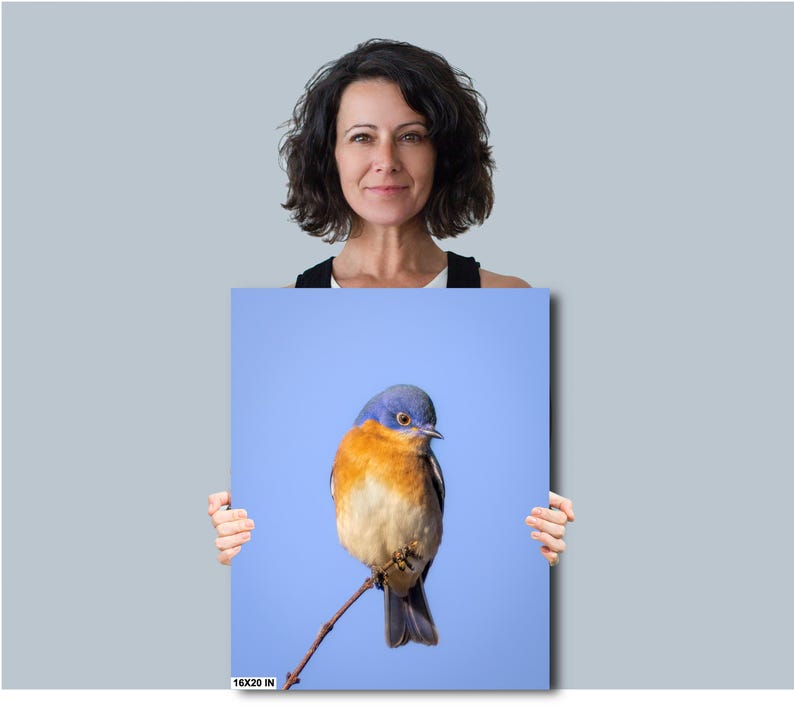 Eastern Bluebird, Wildlife Photography, Bird Photography, Deep Blue - Etsy