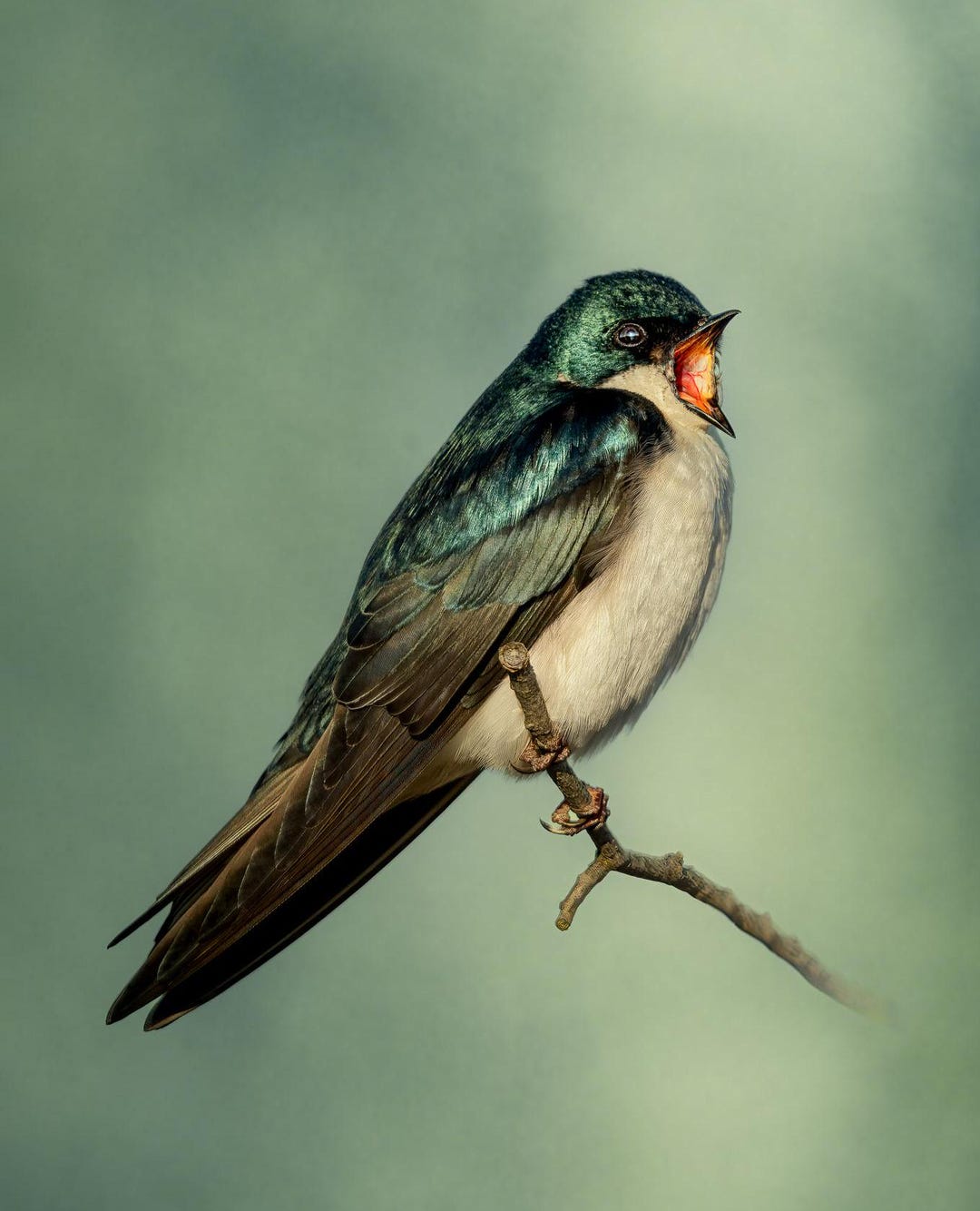 Tree Swallow on Branch, Wildlife Photography Print, Bird Photography ...