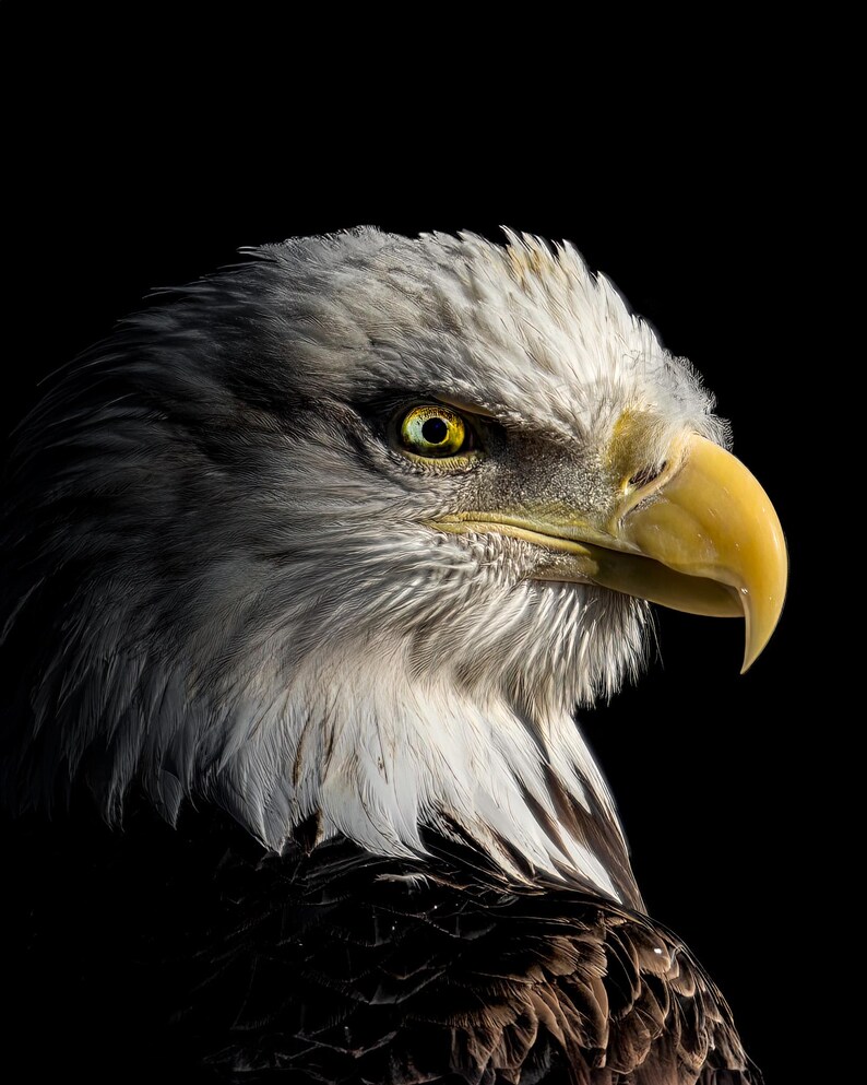 Bald Eagle, Wildlife Photography Print, Bird Photography Print, the ...
