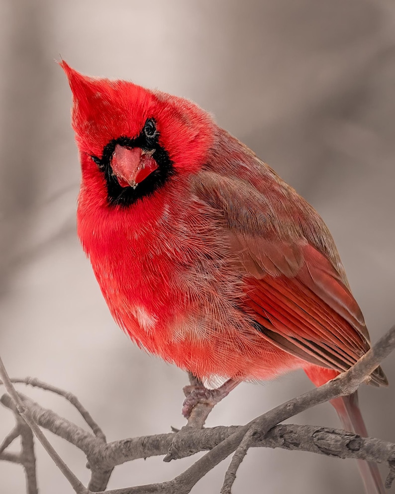 Cardinal, Wildlife Photography Print, Bird Photography Print, Winter ...