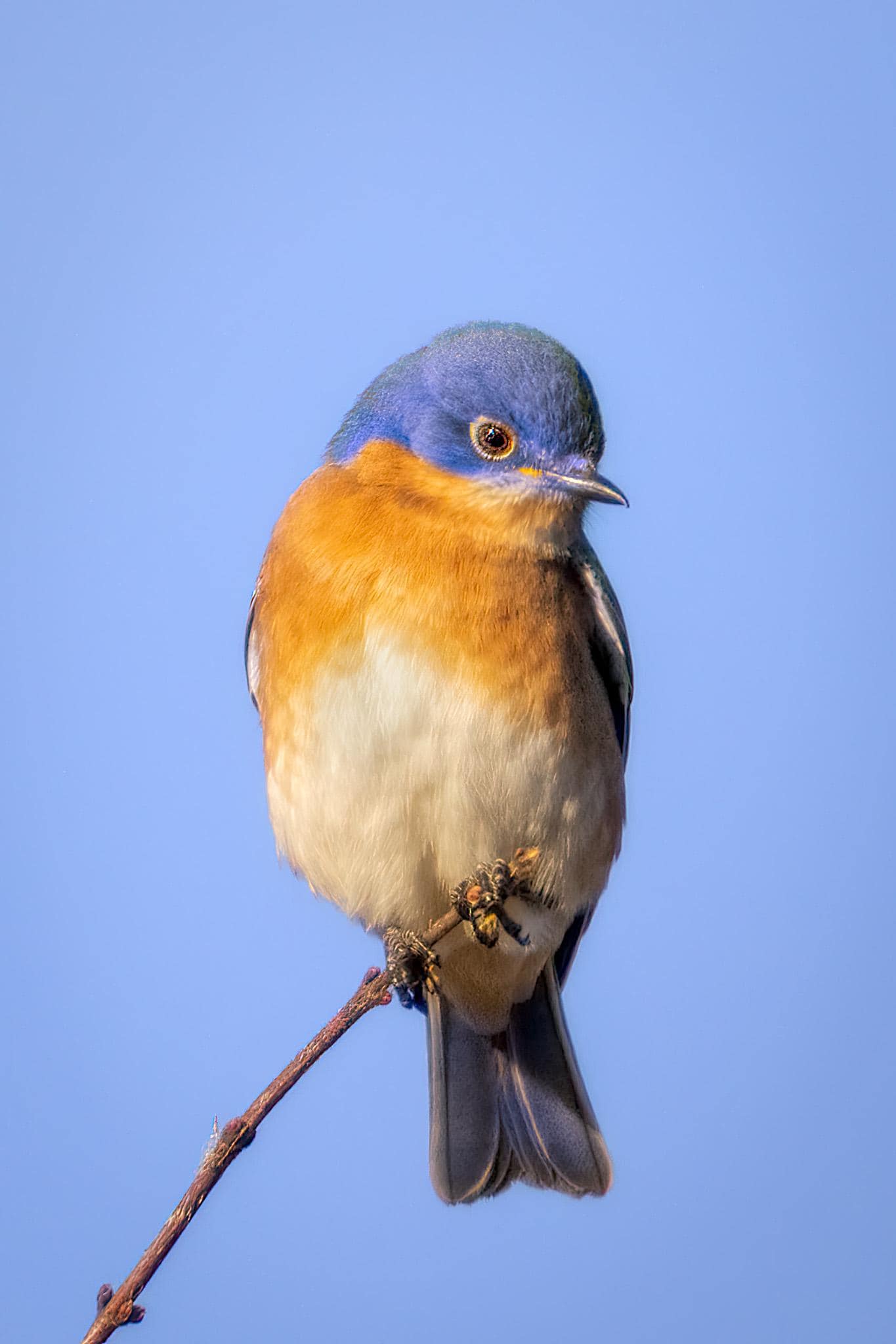 Eastern Bluebird, Wildlife Photography, Bird Photography, Deep Blue - Etsy