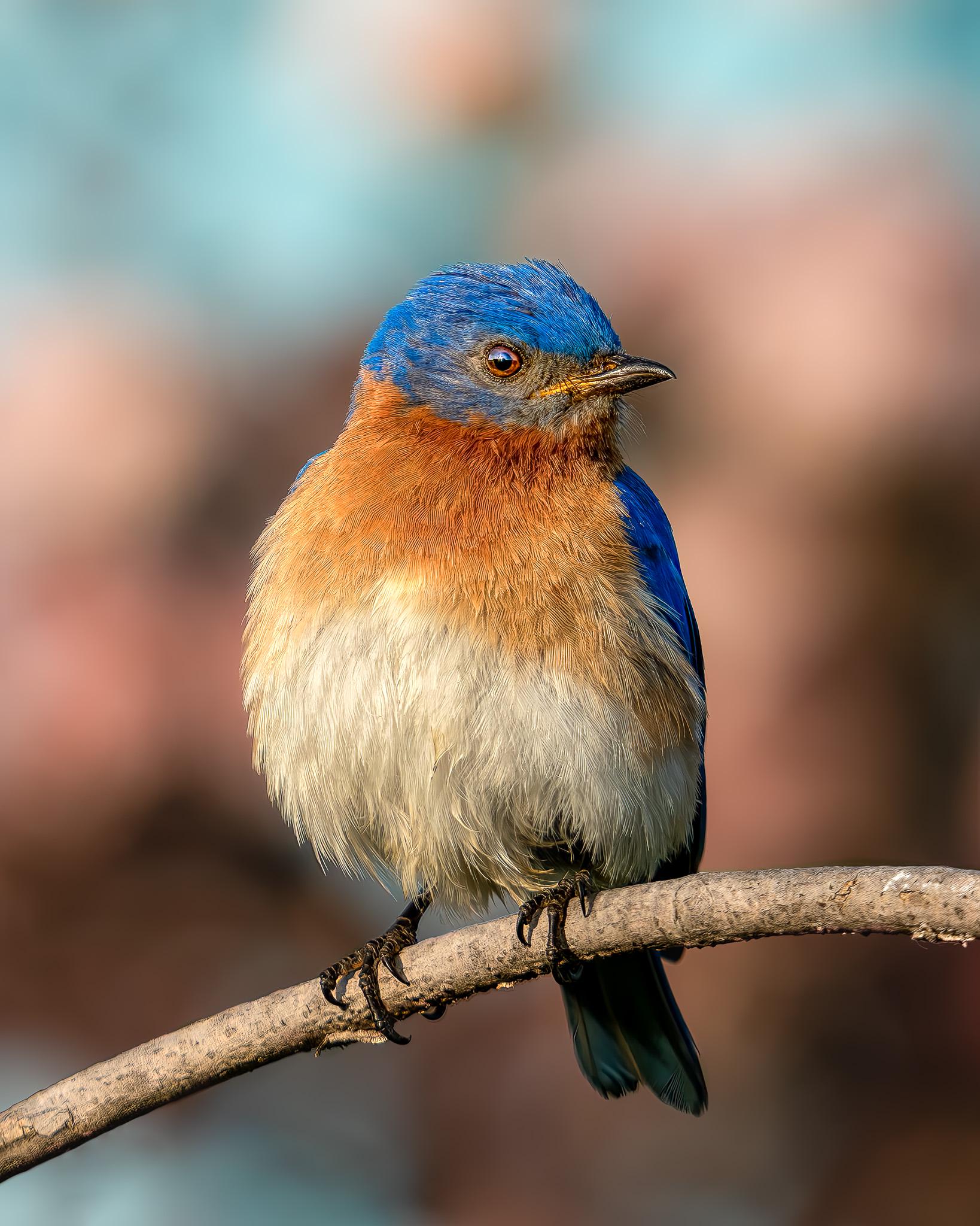 Eastern Bluebird, Wildlife Photography Print, Bird Photography Print ...