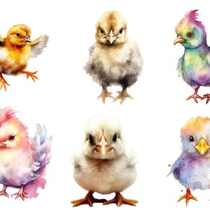240 Chicken PNG Bundle, Chicken Clipart, Farm Animals, Cute Chickens ...