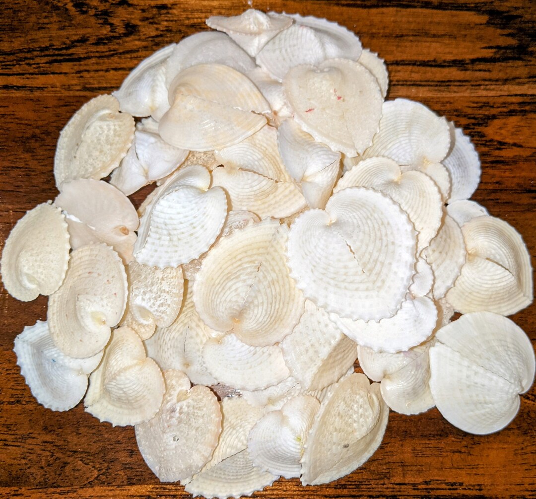 Heart Cockles - Natural Heart Shaped Seashell - 3/4" -1 1/4" - FREE ...
