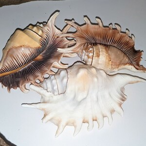 Spider Conch Unique Seashell for Decor, Arts and Crafts - 4"-5" - FREE ...