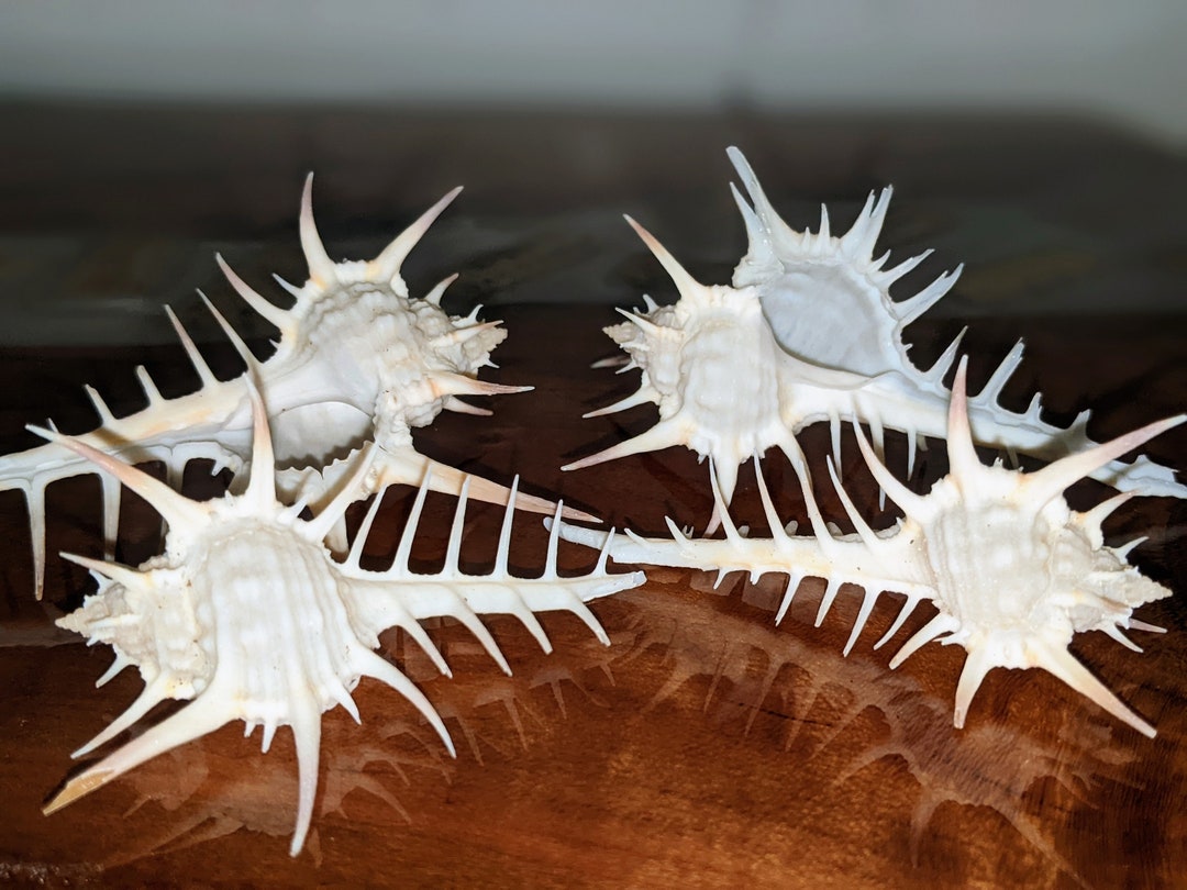 Spiny Murex Seashell 3-3.5" (EA) - FREE SHIPPING - Etsy