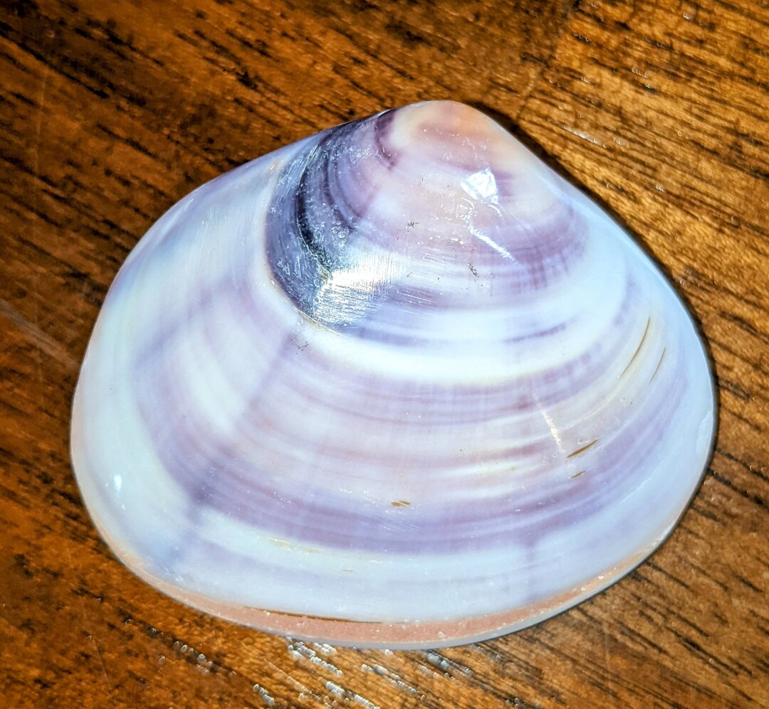 Natural Polished Purple Clam Shells - Whole Venus Clamshells - 1.5"-2 ...