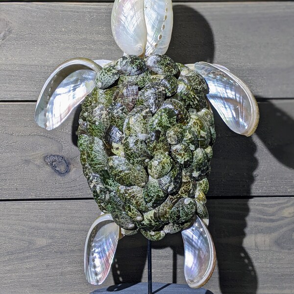 Seashell Turtle - Etsy