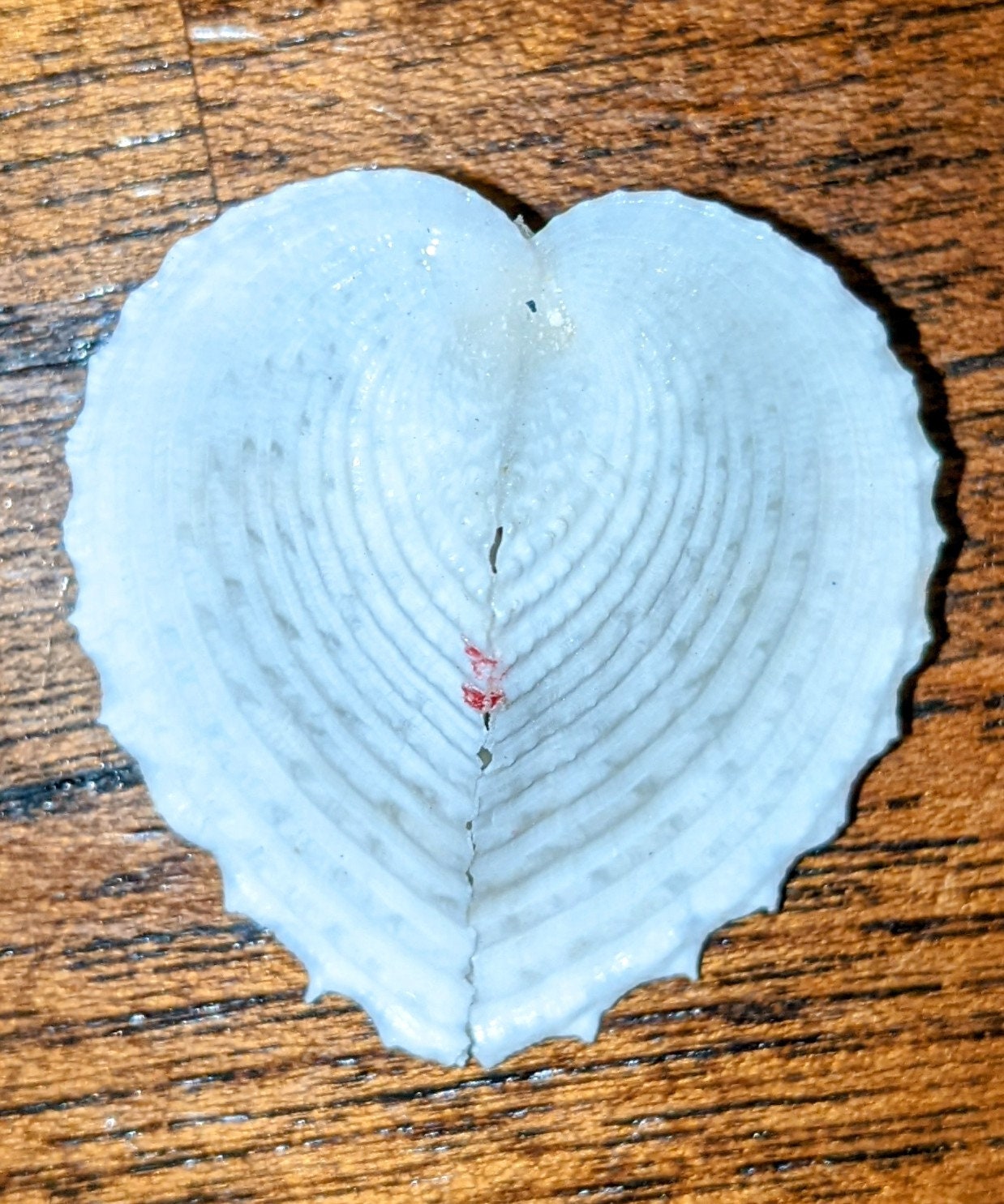 Heart Cockles 3/4 1 1/4 FREE SHIPPING - Etsy