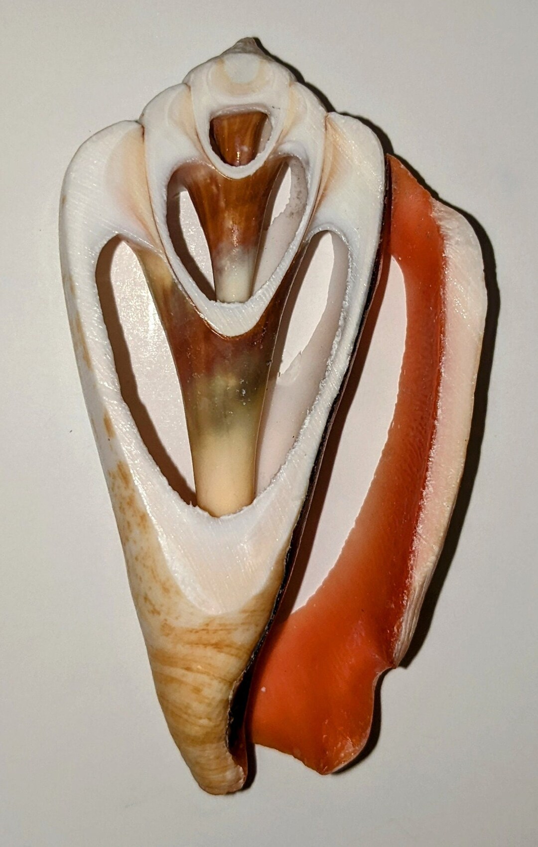 Sliced Cut Conch Seashells - Strawberry Conch Shells - 1.25-2.25 ...