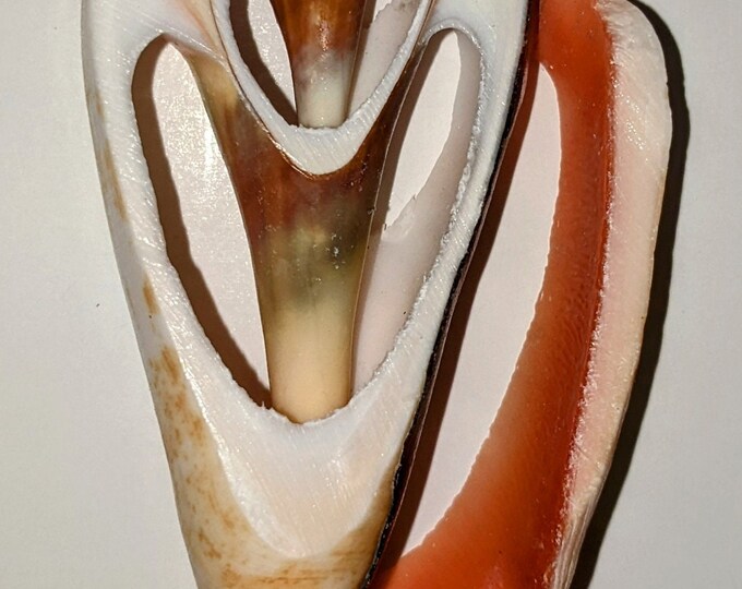 Sliced Cut Conch Seashells - Strawberry Conch Shells - 1.25-2.25 ...
