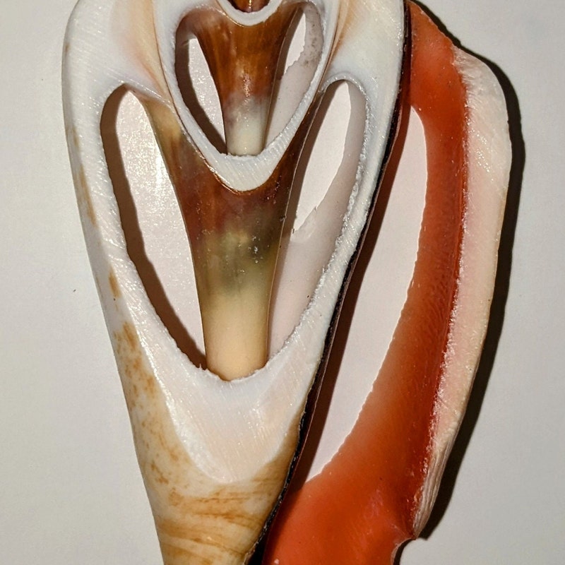 Sliced Shell - Etsy