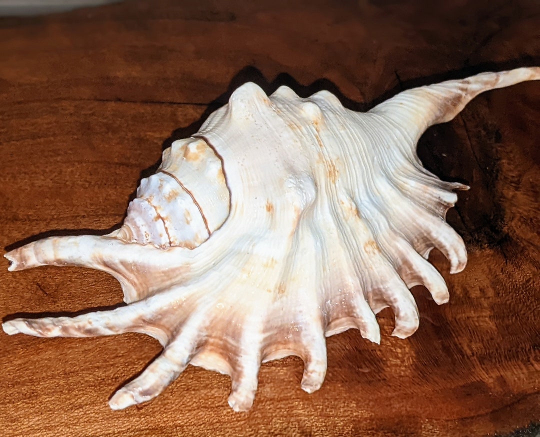Spider Conch Unique Seashell for Decor, Arts and Crafts - 4"-5" - FREE ...