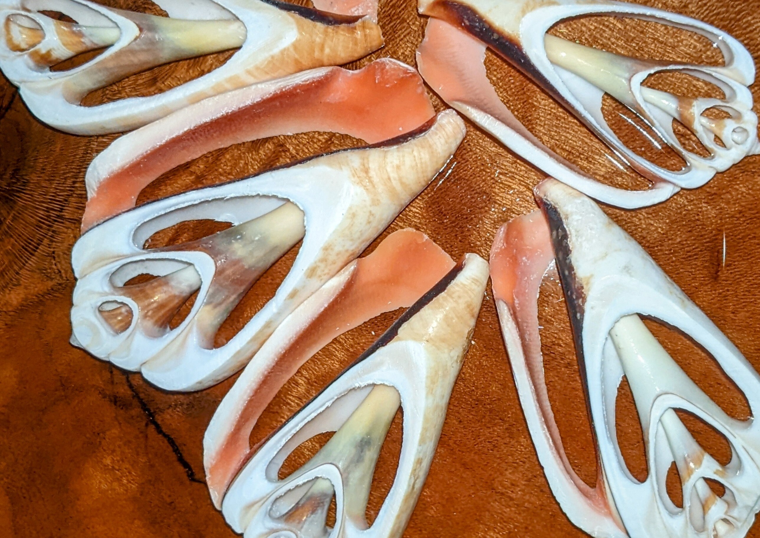 Sliced Cut Conch Seashells 1.5-2.25 Sets of 6 FREE SHIPPING - Etsy