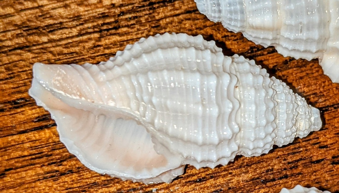 Natural Polished Seashells - Nassaria Coromandelica - Approx. 1"-1.5" - FREE SHIPPING - Etsy