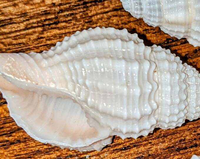 Natural Polished Seashells - Nassaria Coromandelica - Approx. 1"-1.5" - FREE SHIPPING - Etsy