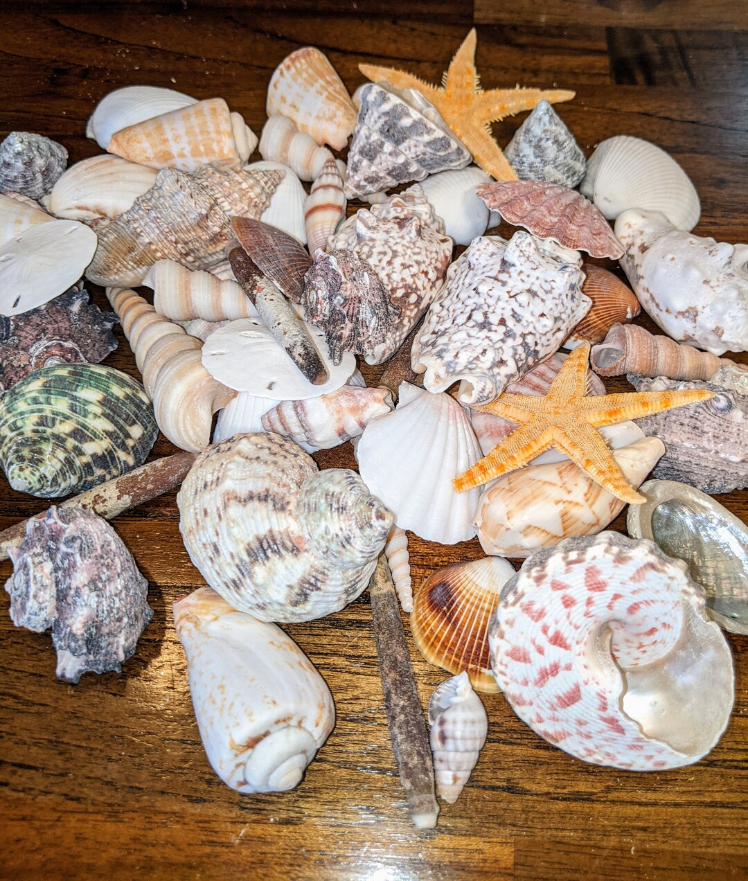 Mixed Shell 1/2lb Bag - Includes Assortment of Unique Shells - FREE ...