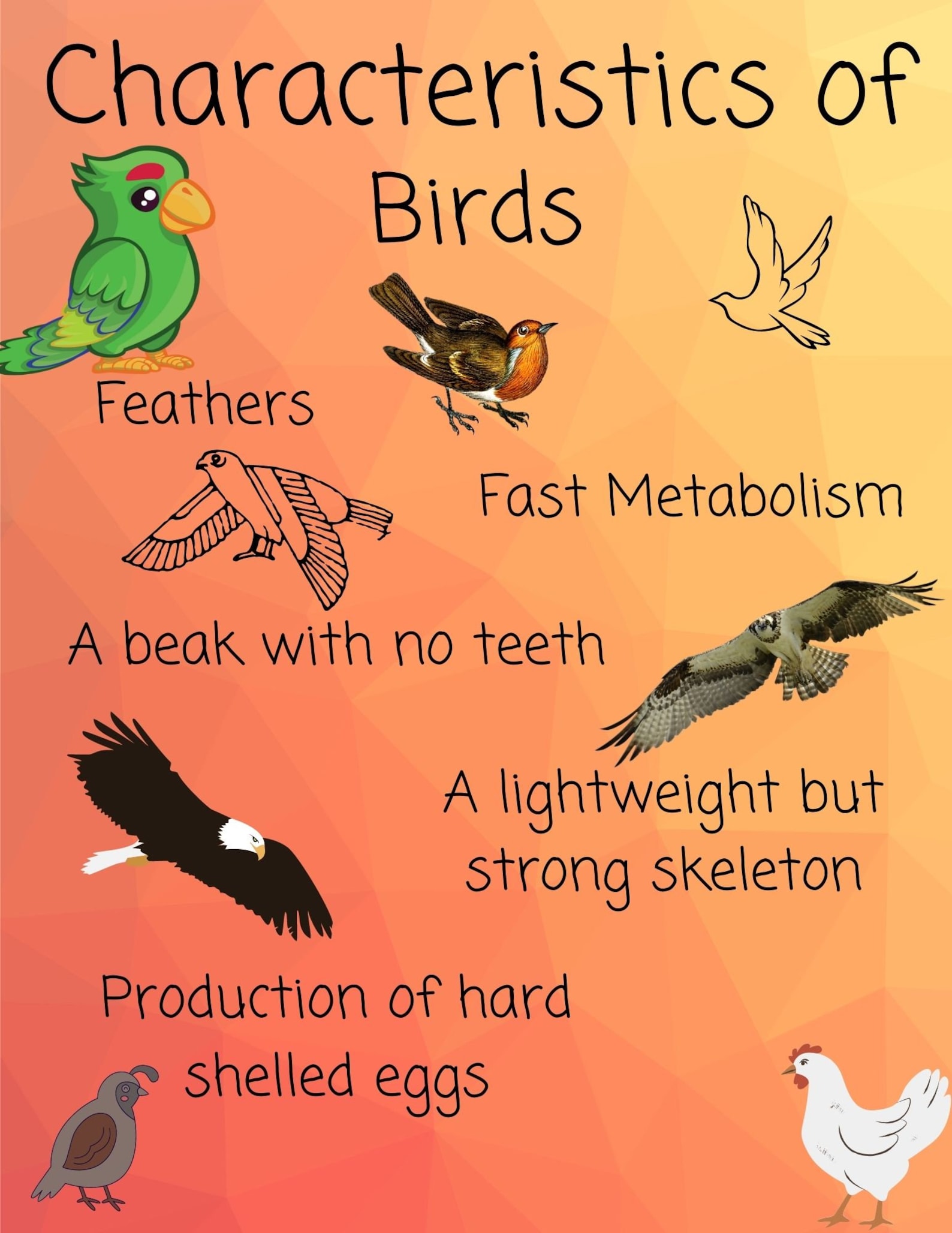 Animal Classifications- Mammals, Reptiles, Birds, Amphibians, and Fish ...