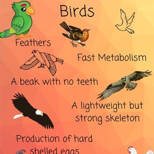 Animal Classifications- Mammals, Reptiles, Birds, Amphibians, and Fish ...