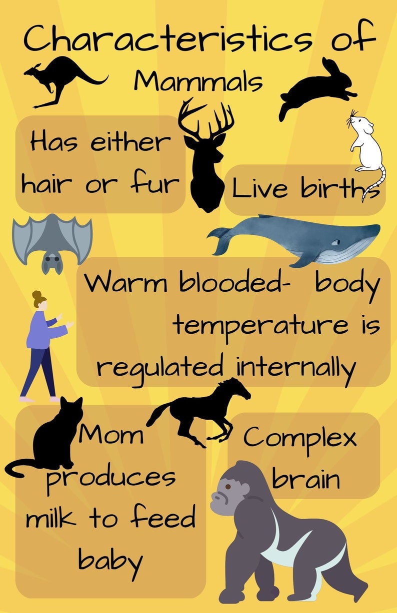 Animal Classifications- Mammals, Reptiles, Birds, Amphibians, and Fish ...