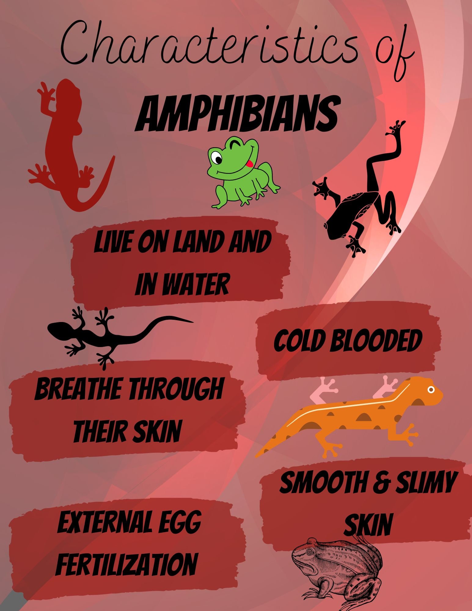 Animal Classifications- Mammals, Reptiles, Birds, Amphibians, and Fish ...