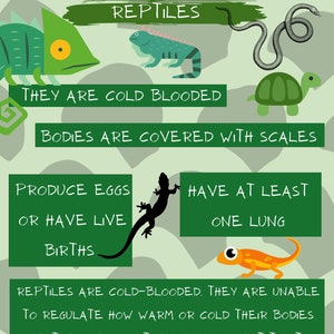 Animal Classifications- Mammals, Reptiles, Birds, Amphibians, and Fish ...