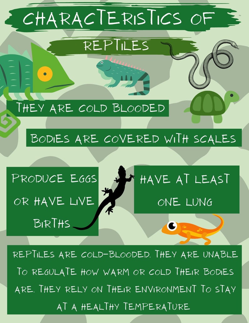 Animal Classifications- Mammals, Reptiles, Birds, Amphibians, and Fish ...