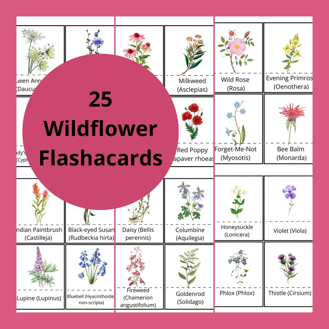 25 Wildflower Flash Cards, Preschool Resources, Homeschool Printables ...