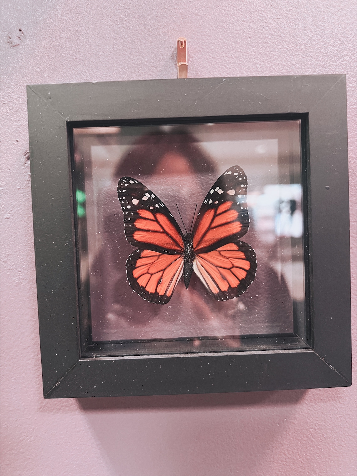 Framed Monarch Butterfly / Mounted Butterfly Specimen / Insect Specimen ...