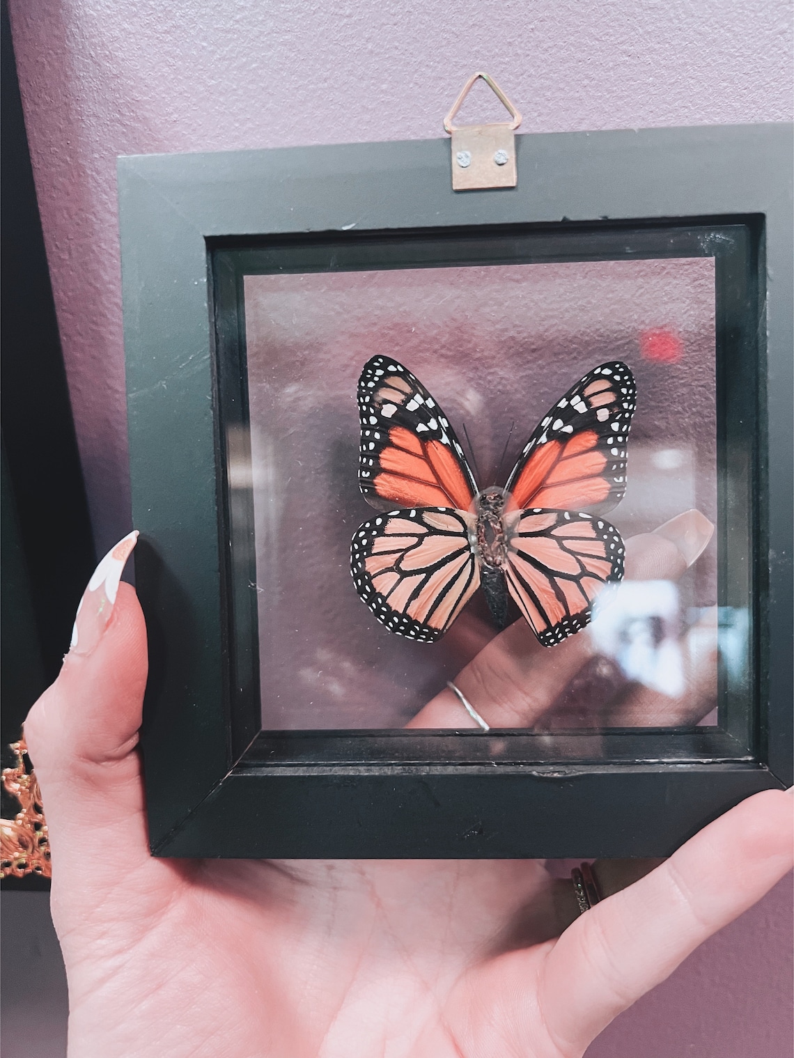Framed Monarch Butterfly / Mounted Butterfly Specimen / Insect Specimen ...
