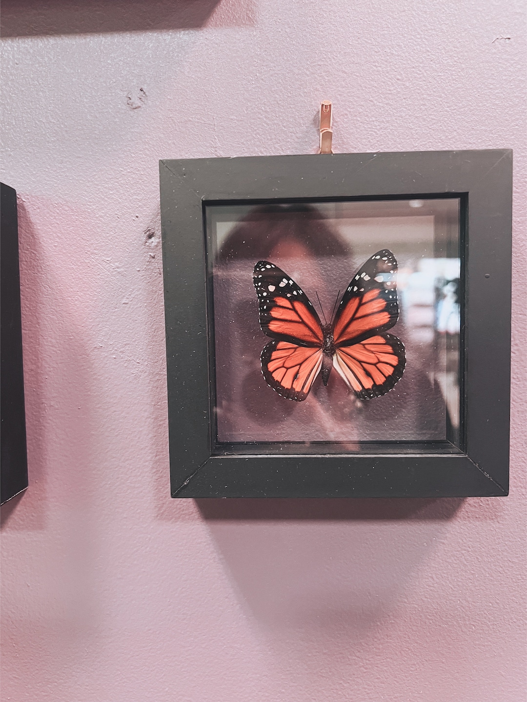 Framed Monarch Butterfly / Mounted Butterfly Specimen / Insect Specimen ...
