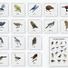 Native Birds of New Zealand Bundle of 16 - Kiwiana - Poster Wall Art ...