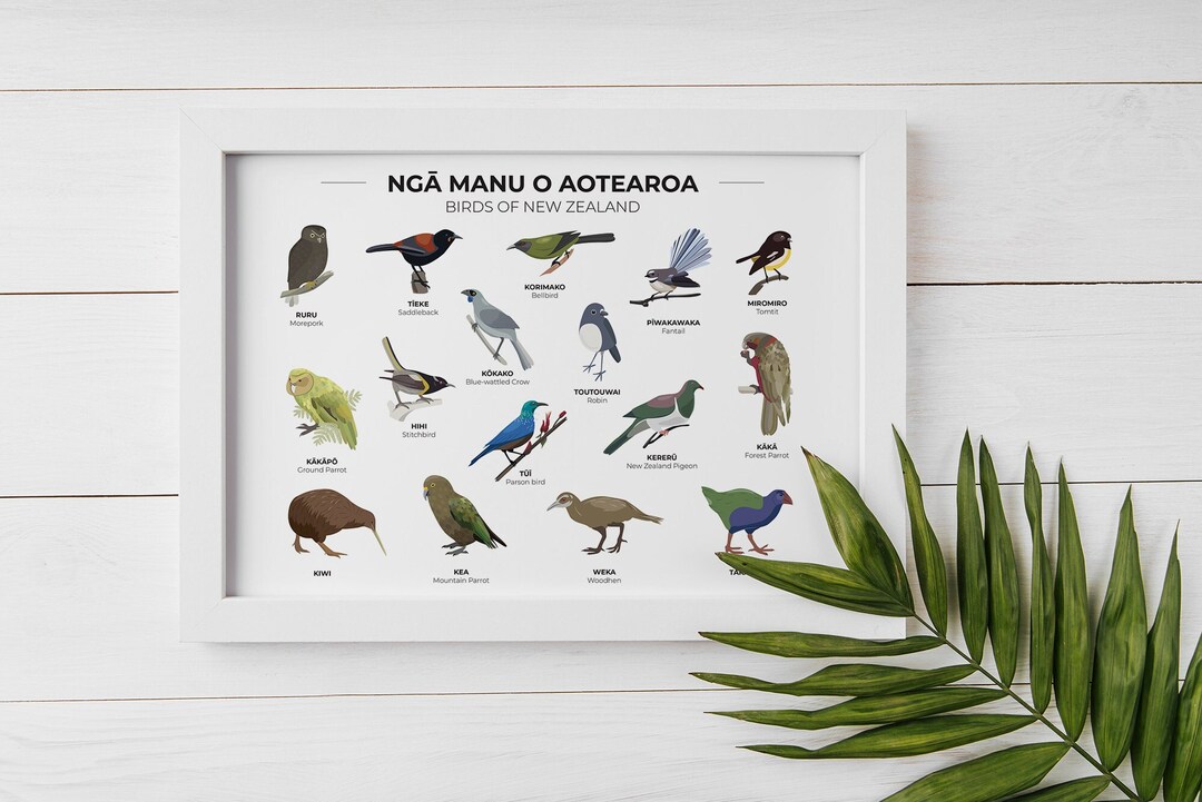 Native Birds of New Zealand - Kiwiana - Poster Wall Art - Print Digital ...