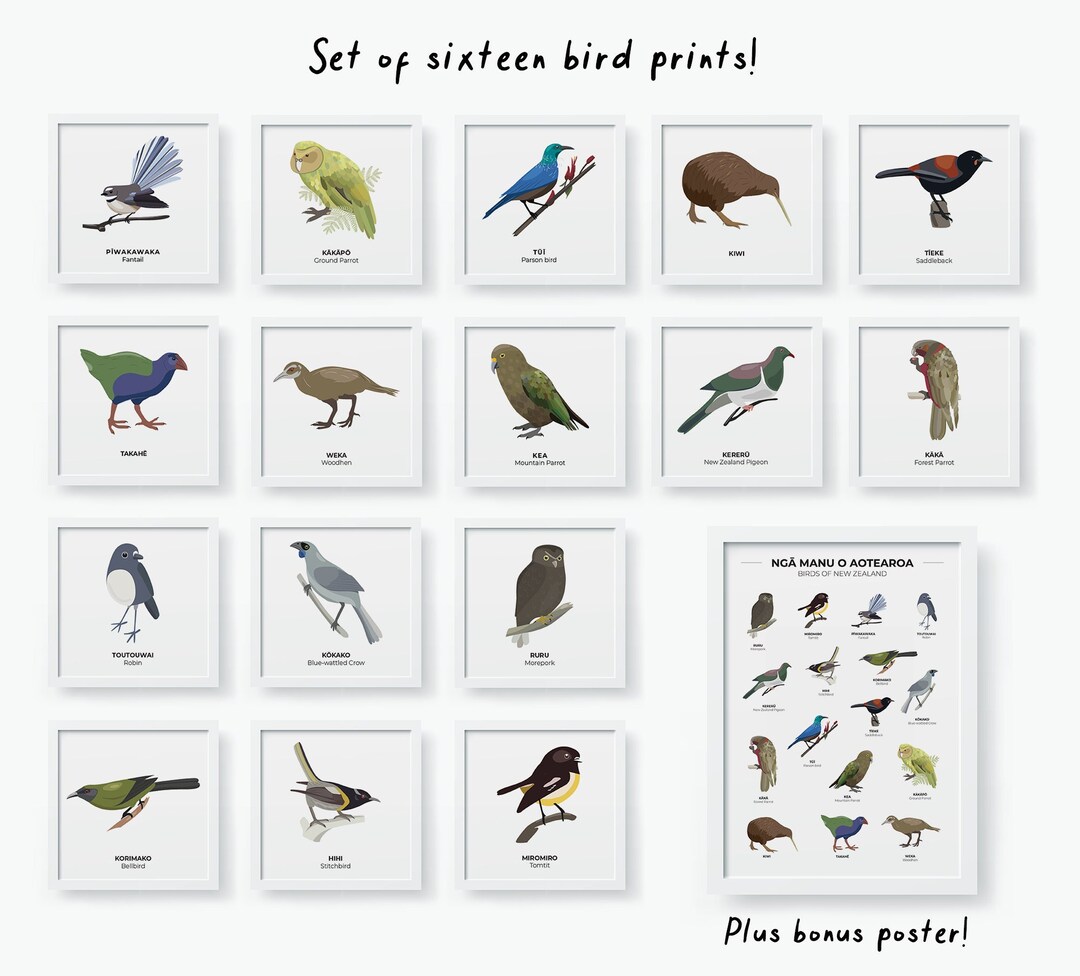 Native Birds of New Zealand Bundle of 16 - Kiwiana - Poster Wall Art ...