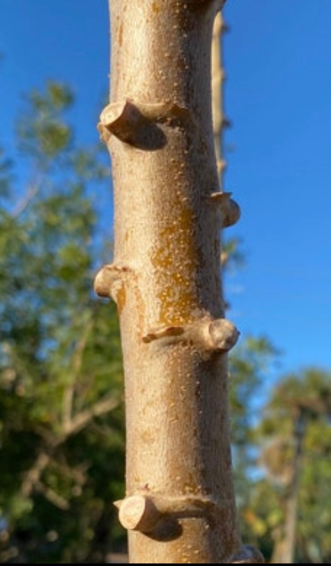 5 Fresh Cuttings - Cassava, Yuca, Cuttings 6-8" Cuts - Manihot ...