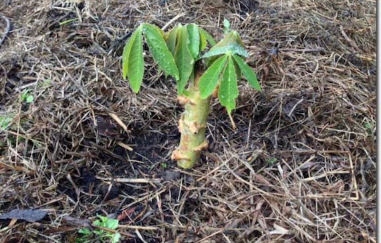 5 Fresh Cuttings - Cassava, Yuca, Cuttings 6-8" Cuts - Manihot ...