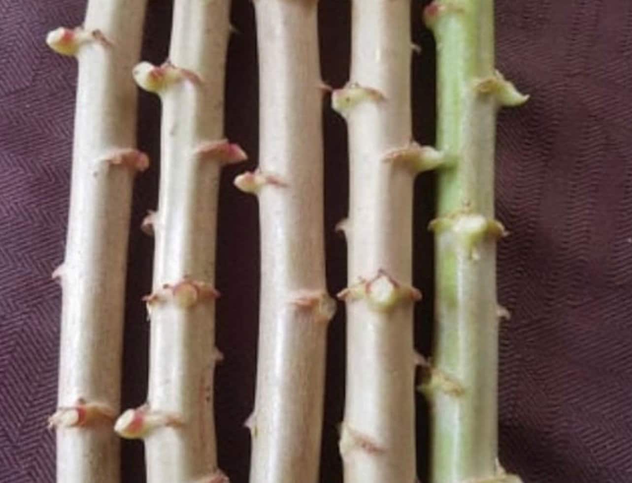 5 Fresh Cuttings - Cassava, Yuca, Cuttings 6-8" Cuts - Manihot ...