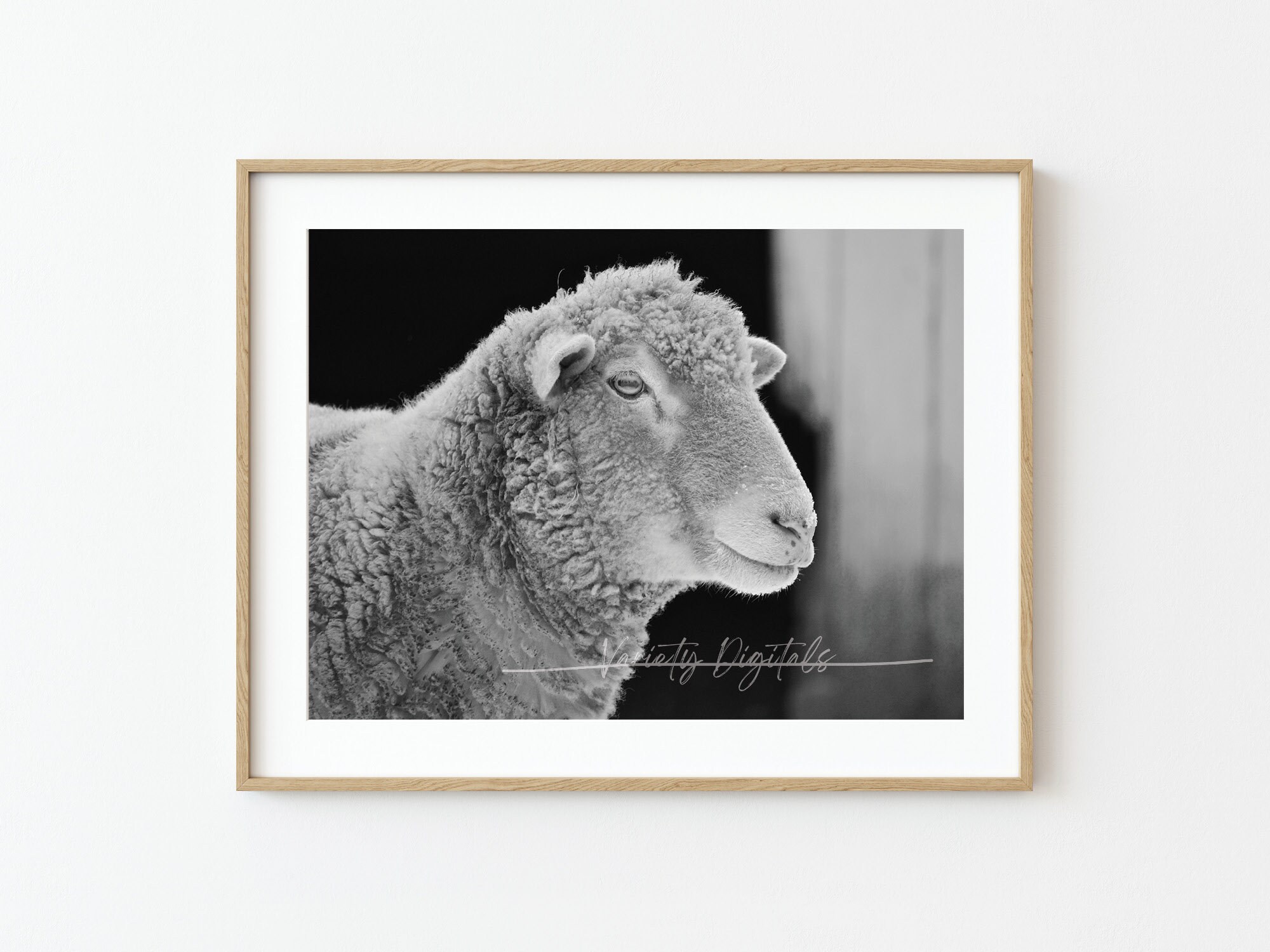 Sheep Wall Art, Sheep Photography, Black and White Sheep Photography ...