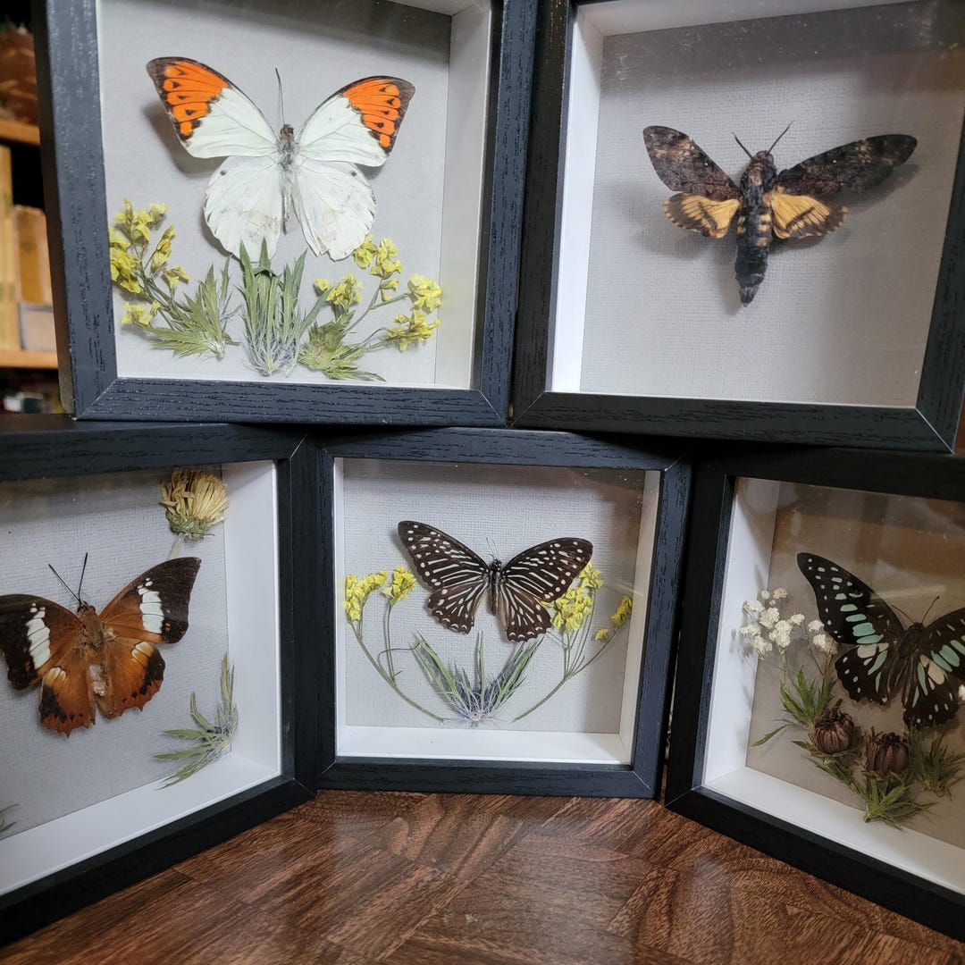 Mystery Butterfly Frame - Etsy