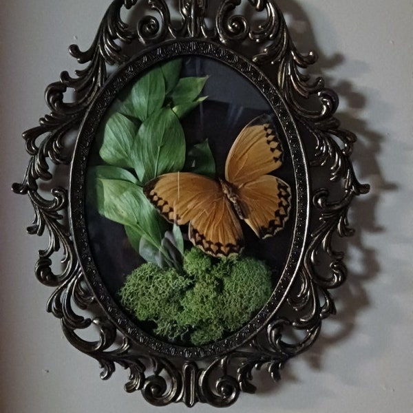 Dried Butterflies - Etsy