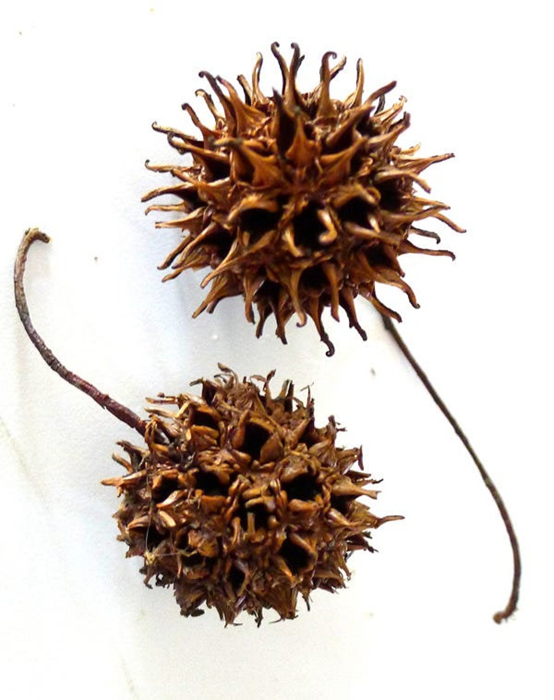 100% Organic Sweet Gum Balls - Etsy