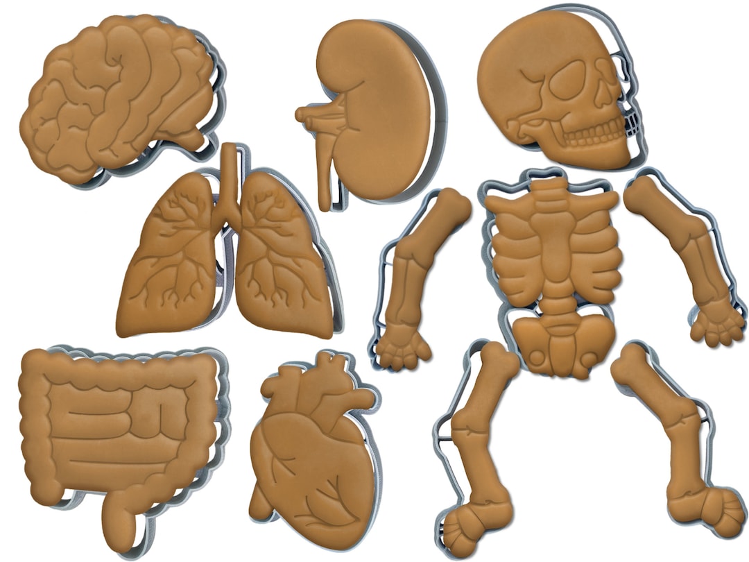 Anatomical Cookie Cutter Set of 11 | Kidney Heart Lungs Brain ...