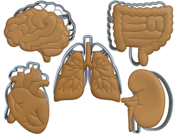 Anatomical Cookie Cutter Set of 5 Kidney Heart Lungs Brain - Etsy Canada