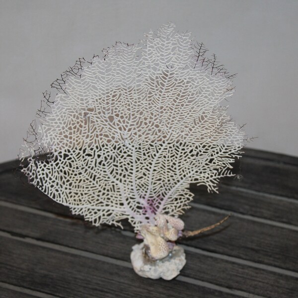 Sea Fan - Etsy