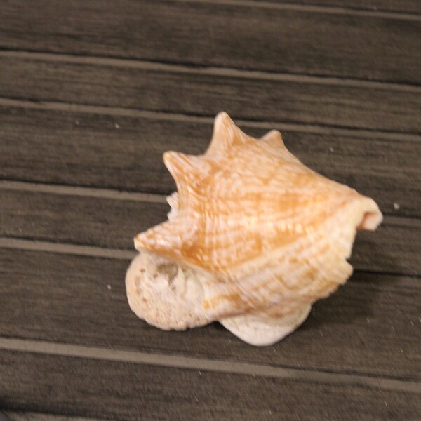 Spongebob Magic Conch - Etsy