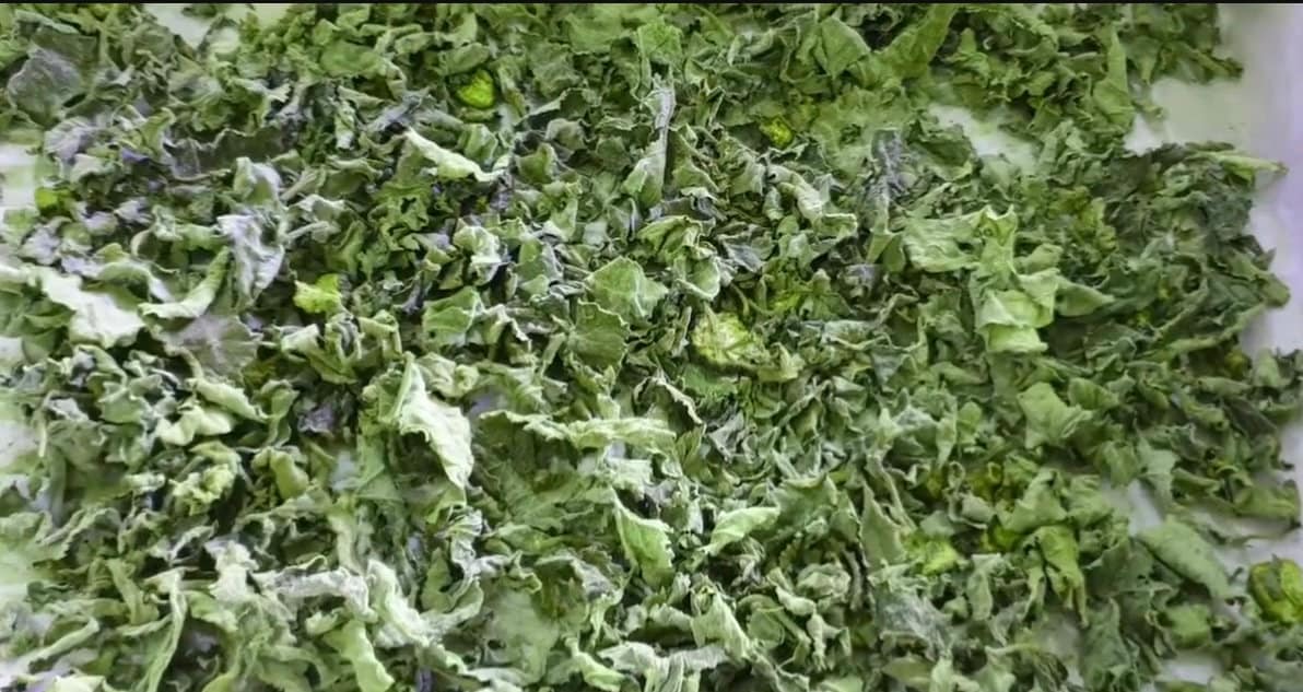 Dried Ugu Leaves / Pumpkin Leaves - Etsy