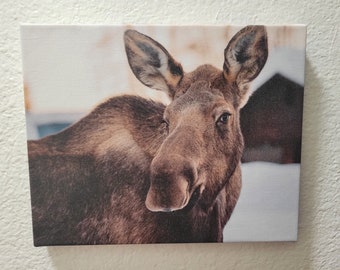 Moose / Shiras Moose / Bull Moose / Moose Art / Fine Art Print - Etsy