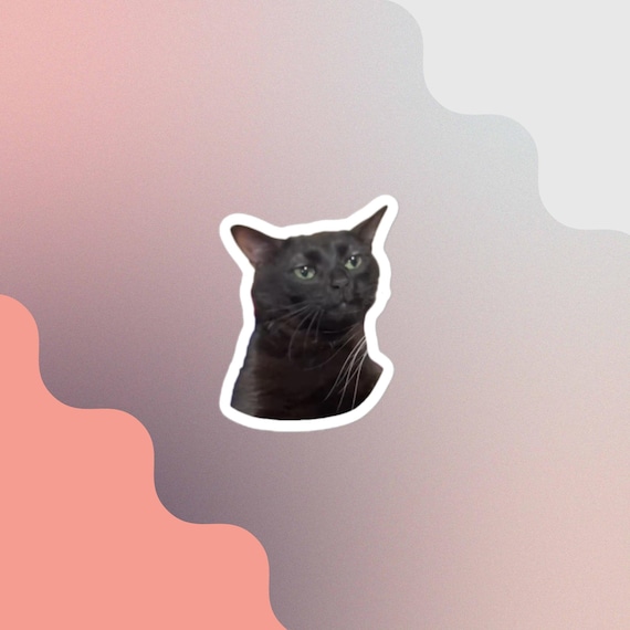Fondo De Pantalla Con Memes Divertidos De Gatos 👹Gato👹