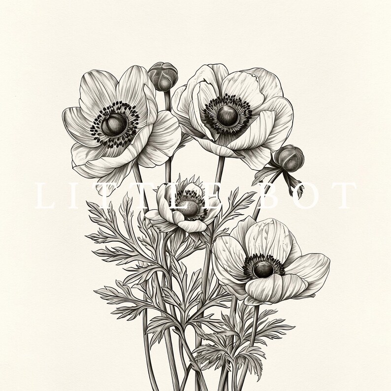 Botanical Drawing Instant Download | Anemone Flowers Wall Art Print ...